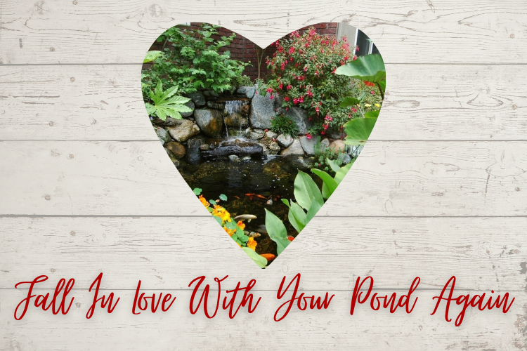 Fall In Love With Your Pond Again - The Pond Digger
