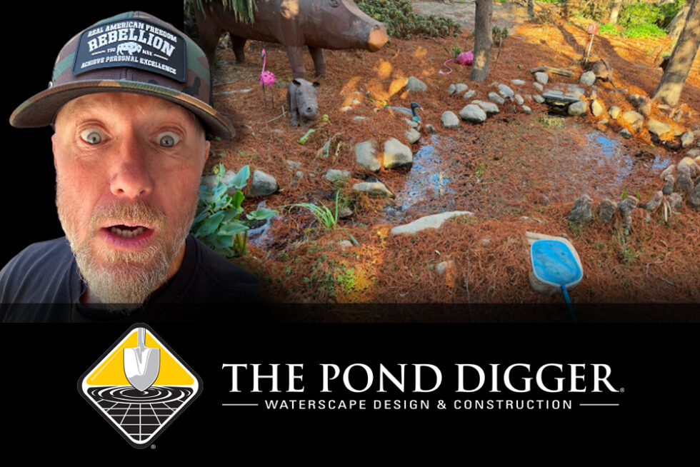 Deadly Winds: Protect Your Fish Before It's Too Late - The Pond Digger